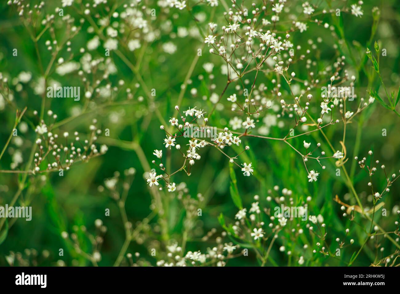 White gypsophila flower. Natural background. Growing flowers in garden ...