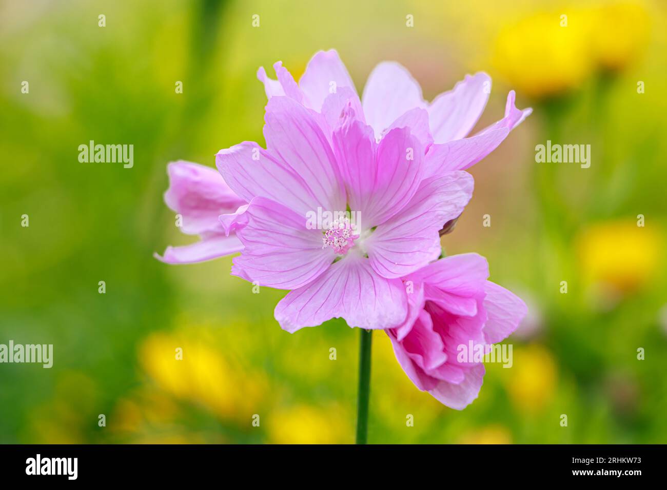 Beautiful pink common mallow flower. Growing ornamental plants in home ...