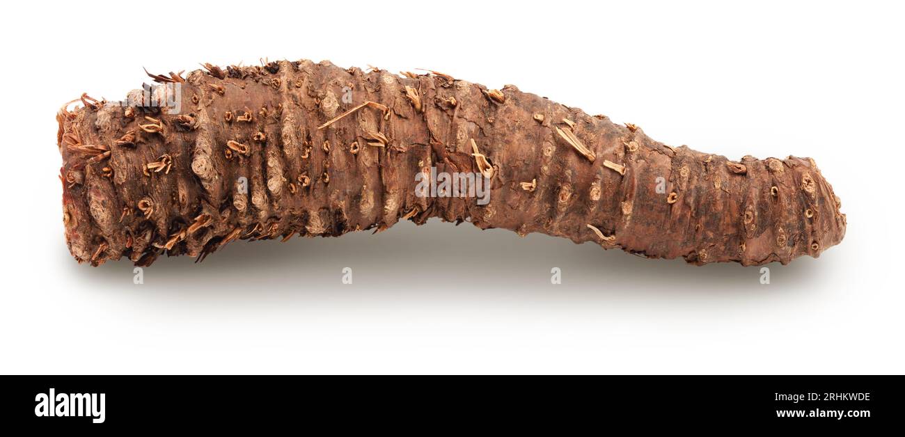 Rhodiola rosea root isolated on white background with full depth of ...