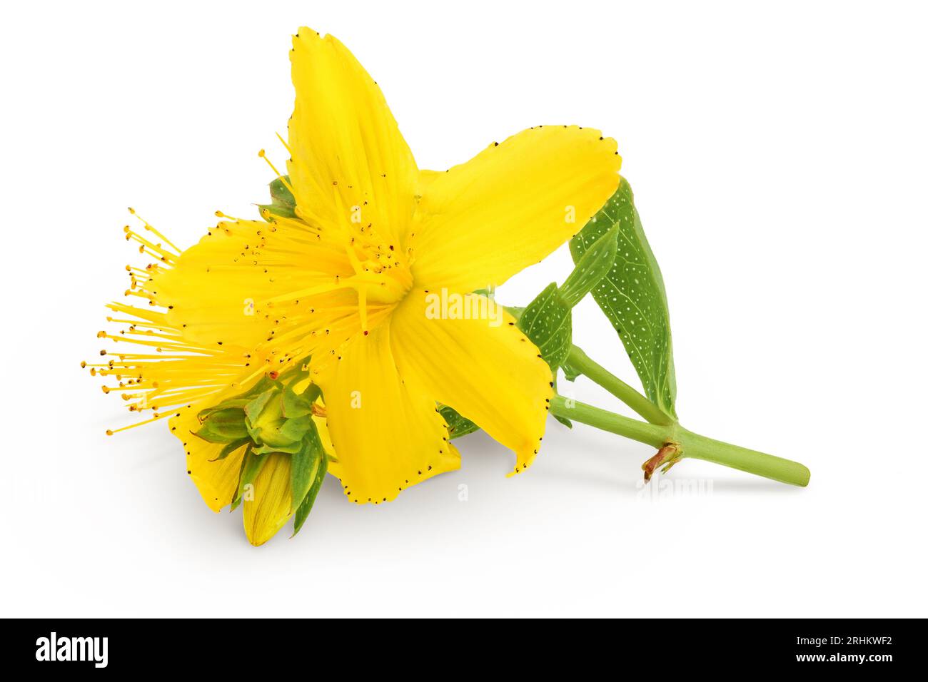 saint john's wort or Hypericum flowers isolated on white background ...