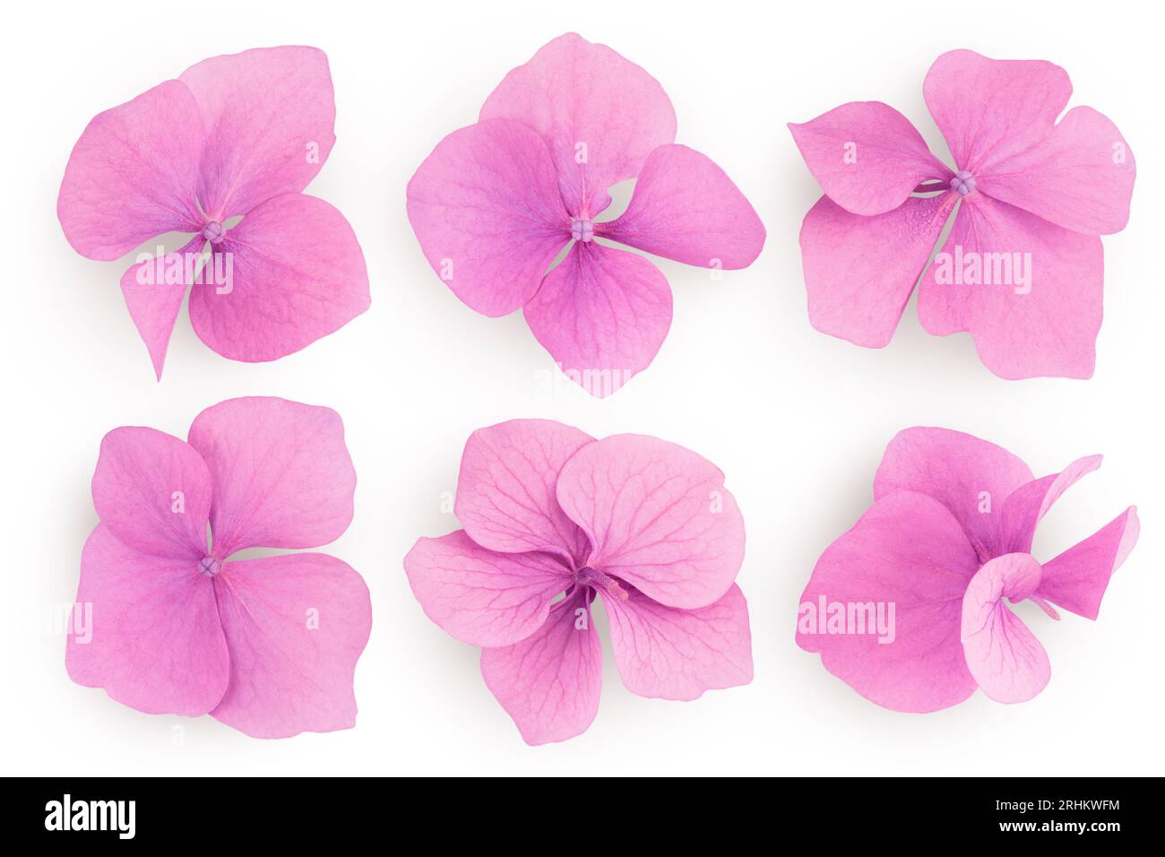 Pink Hydrangea flower isolated on white background. Top view. Flat lay ...