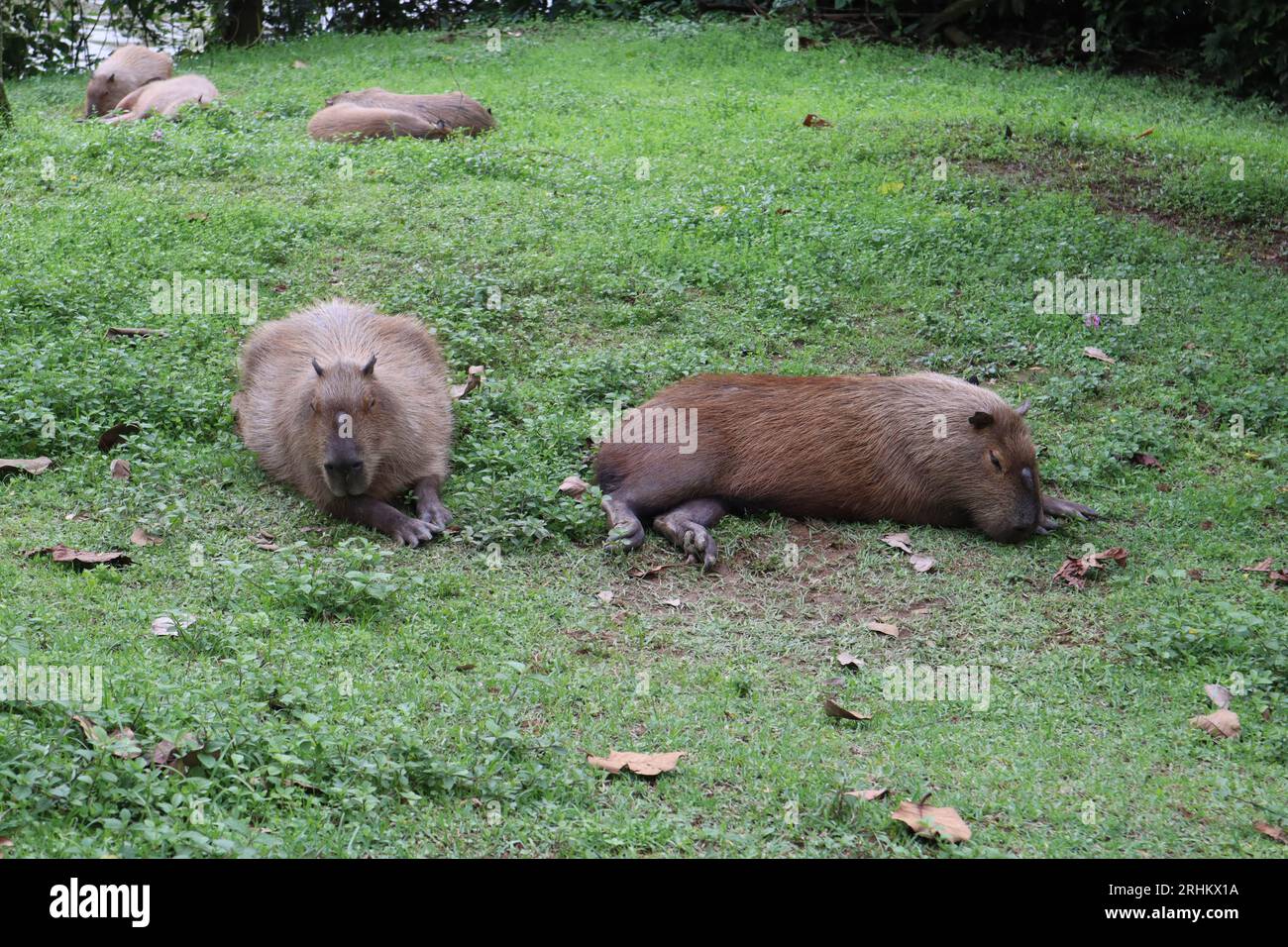Capybaras lying in the grass Stock Photo - Alamy
