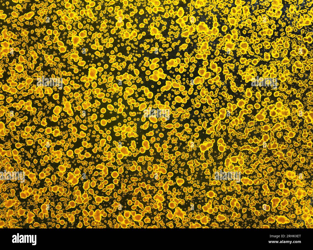 All-over photograph of a highly detailed texture depicting a surface ...