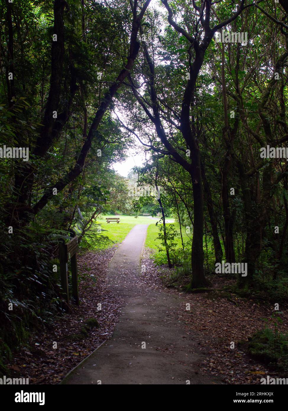 Light trail through trees hi-res stock photography and images - Alamy