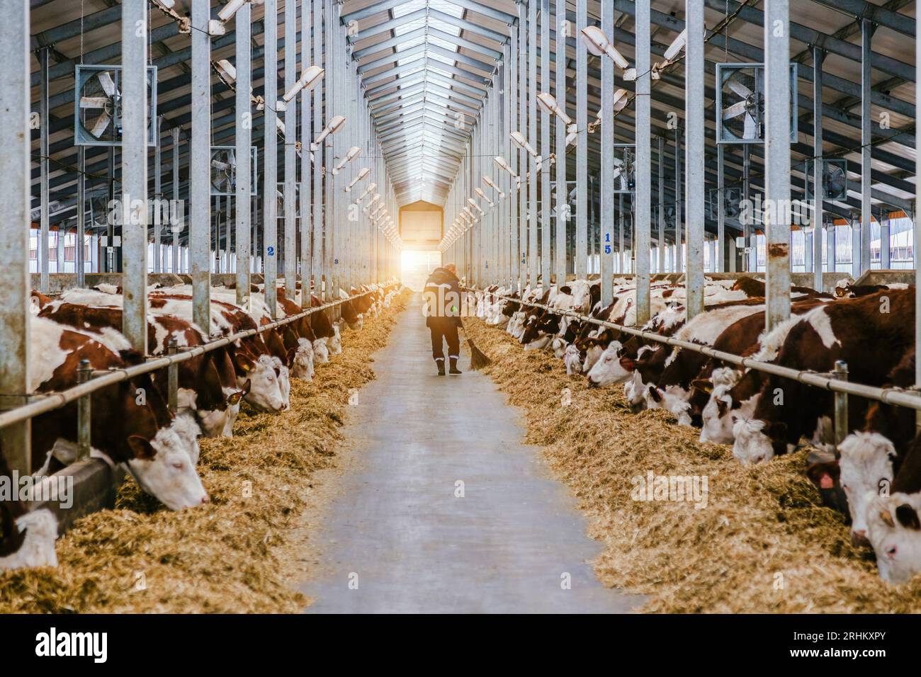 Diary thoroughbred cows in modern free livestock stall Stock Photo - Alamy