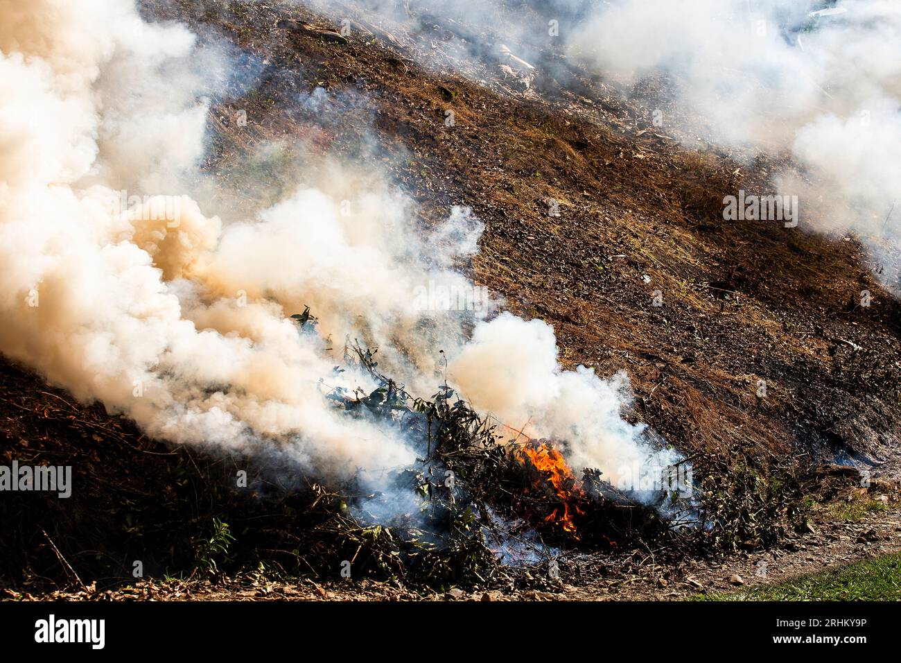 Controlled forest fire in the Colombian countryside - fire and smoke ...
