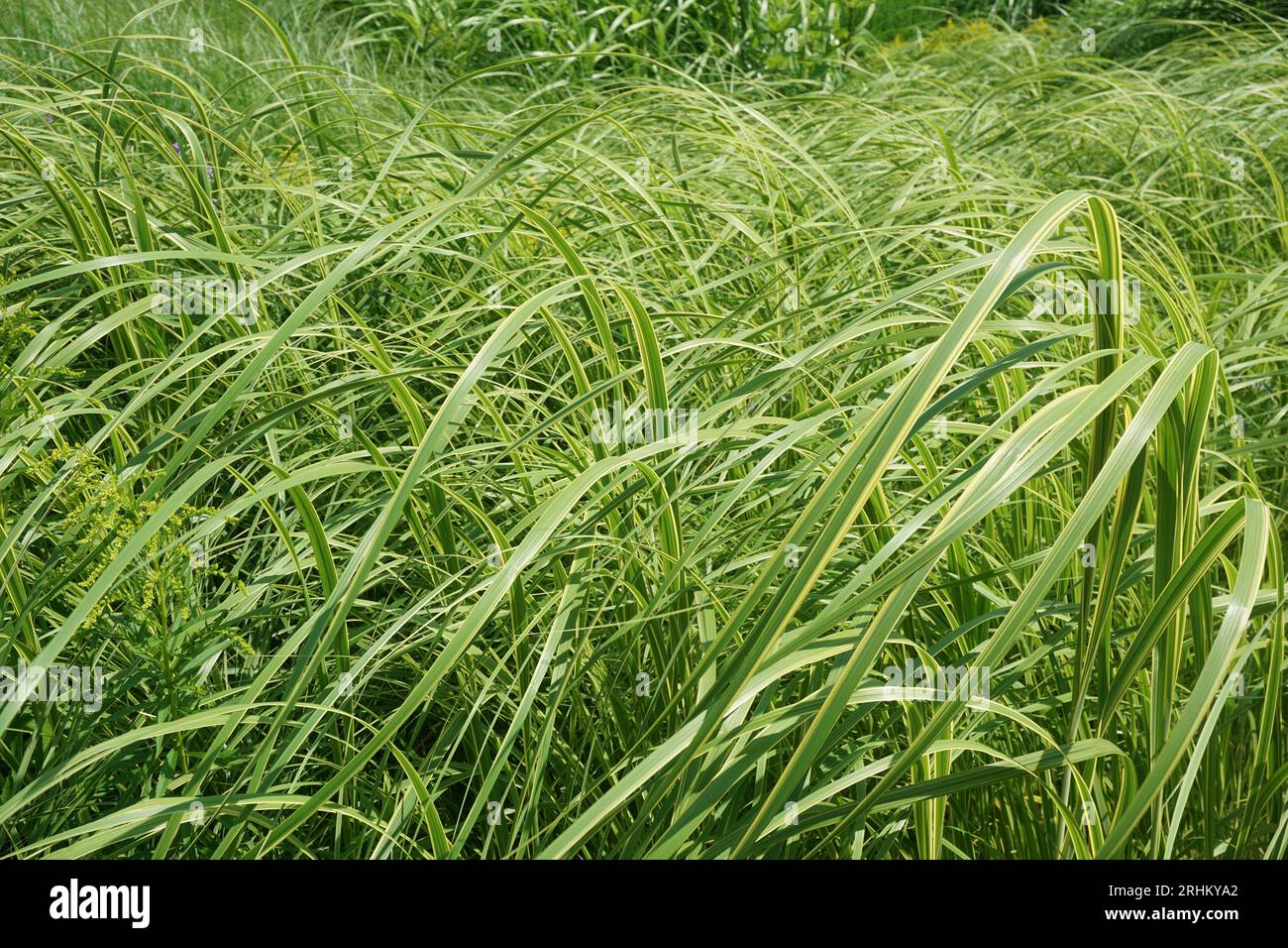 Long grass blowing in the wind Stock Photo - Alamy