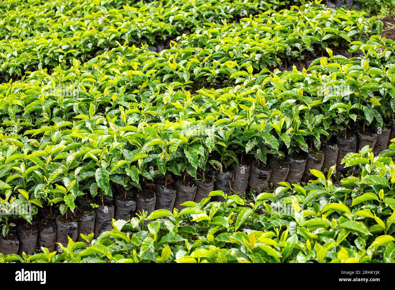 Young coffee plants in the nursery - coffee trees Stock Photo - Alamy