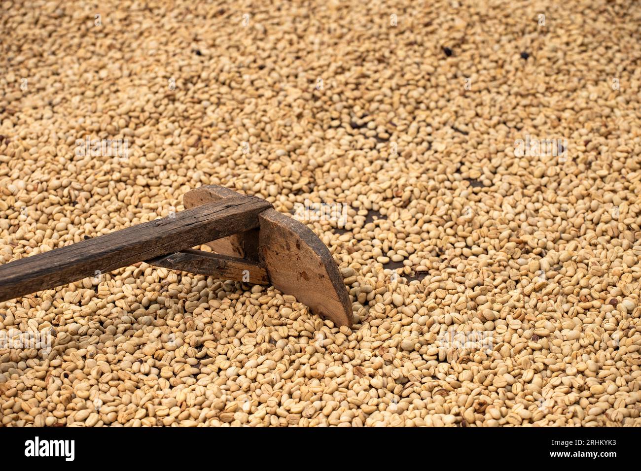 Natural sun dried coffee beans - Colombian coffee farm Stock Photo - Alamy