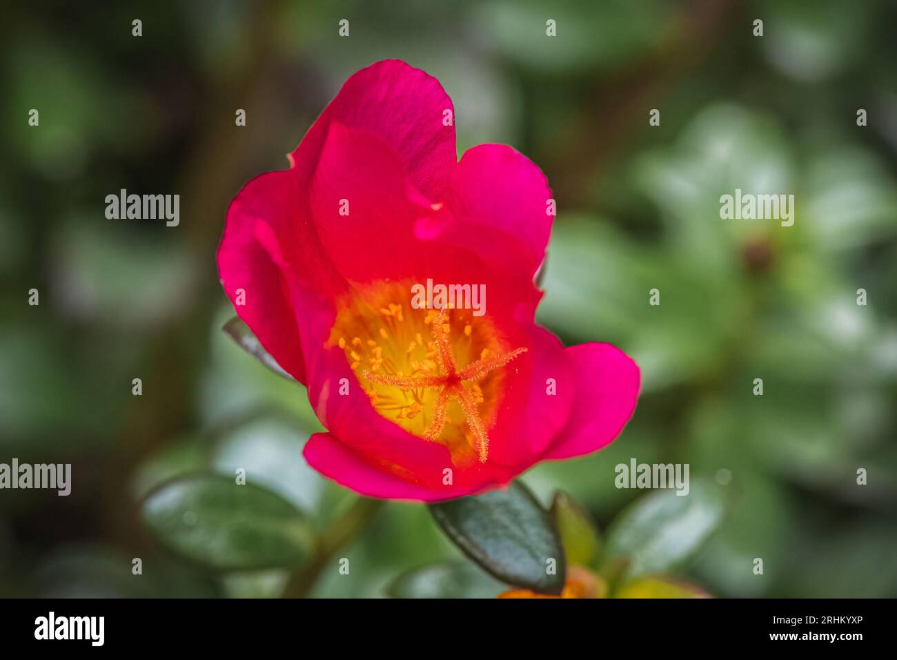Moss rose flower hi-res stock photography and images - Alamy