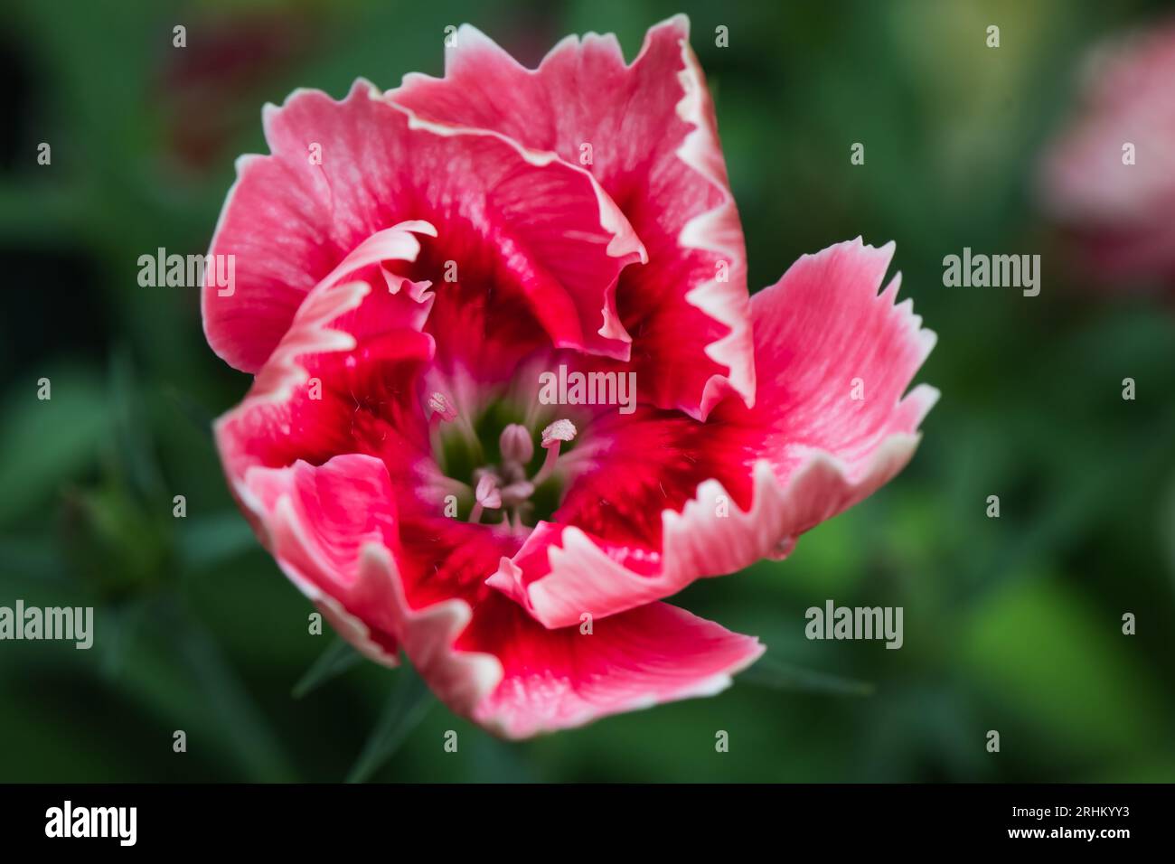 close up of unravelling red peppermint super parfait dianthus chinensis ...