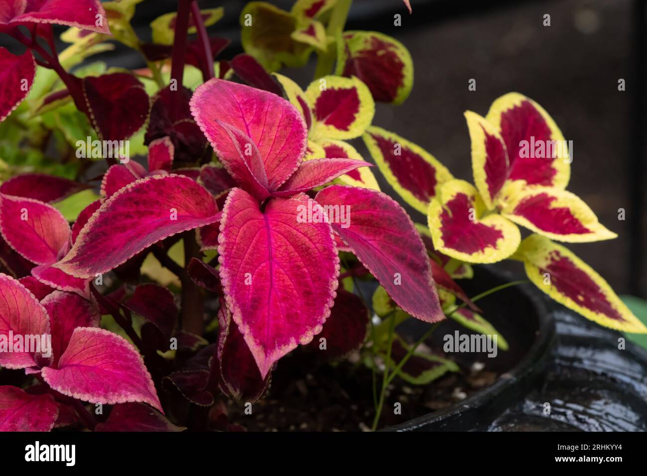 A container garden with red coleus and red and yello coleus plants ...