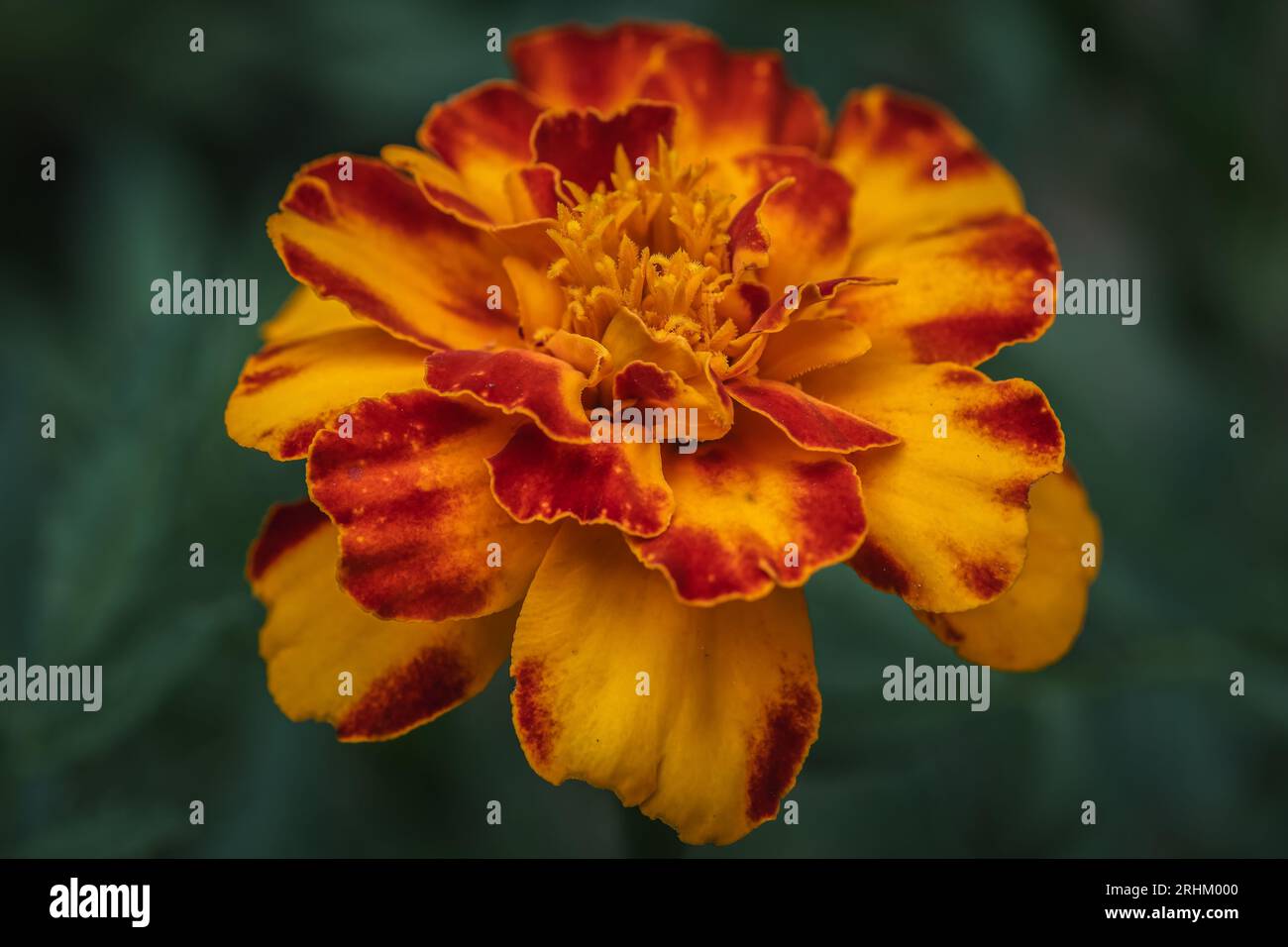 Bolero variety hi-res stock photography and images - Alamy