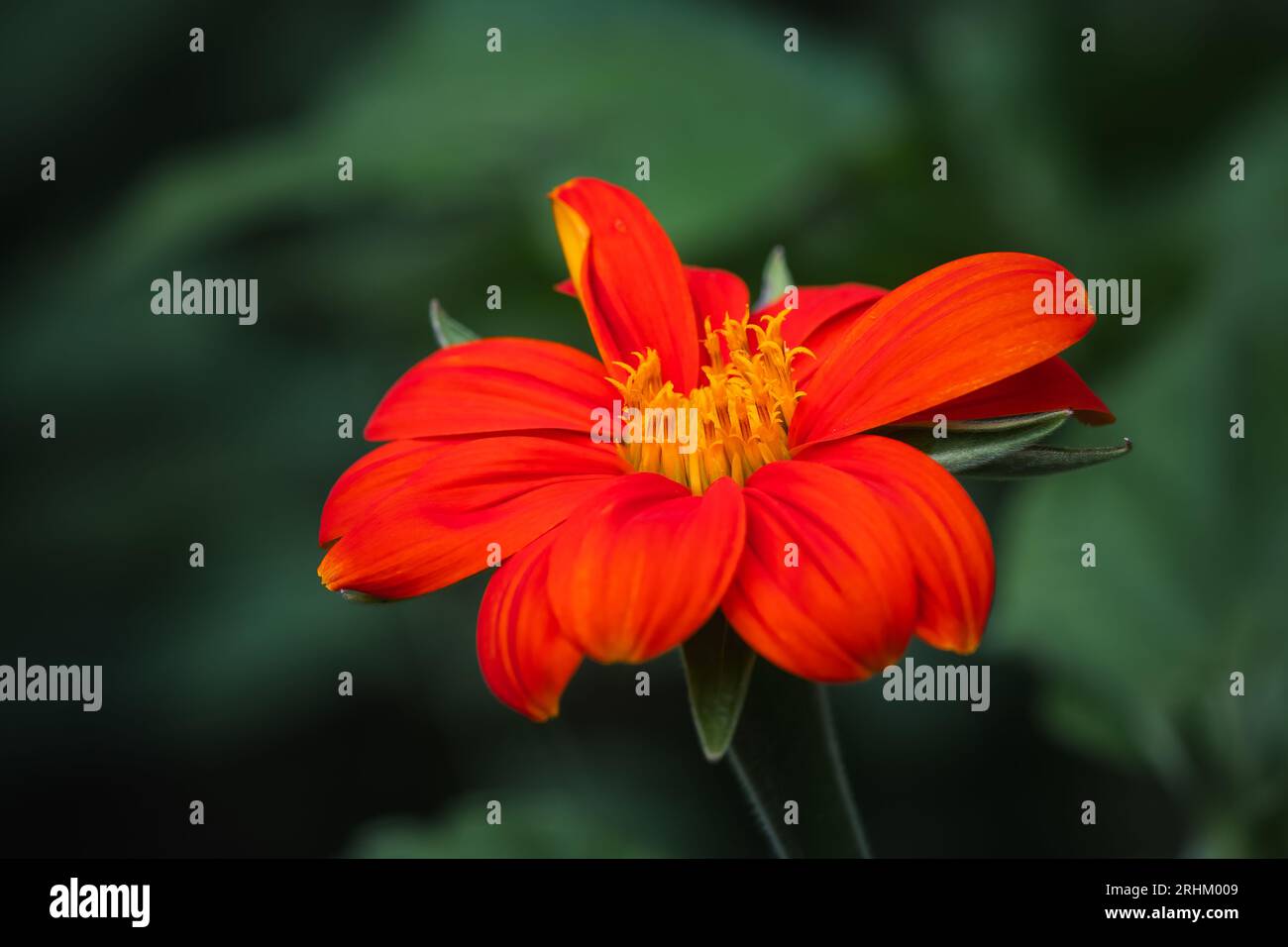 Tithonia rotundifolia flower in hi-res stock photography and images - Alamy