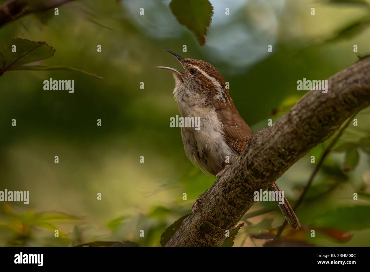 Carolina wren state bird hi-res stock photography and images - Alamy