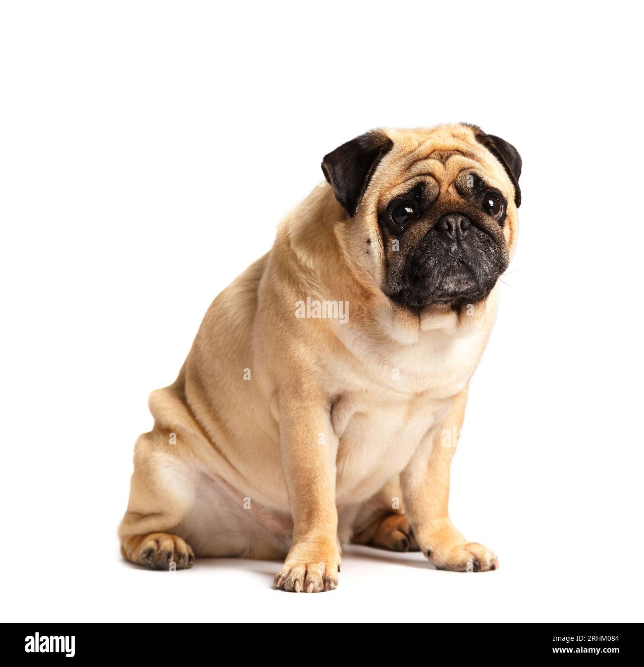 Pedigree purebred cute funny friendly dog Pug sits and looks with ...