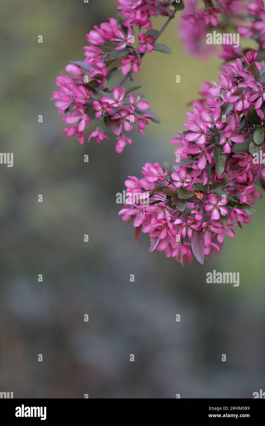 A branch of a flowering decorative apple tree with beautiful pink ...