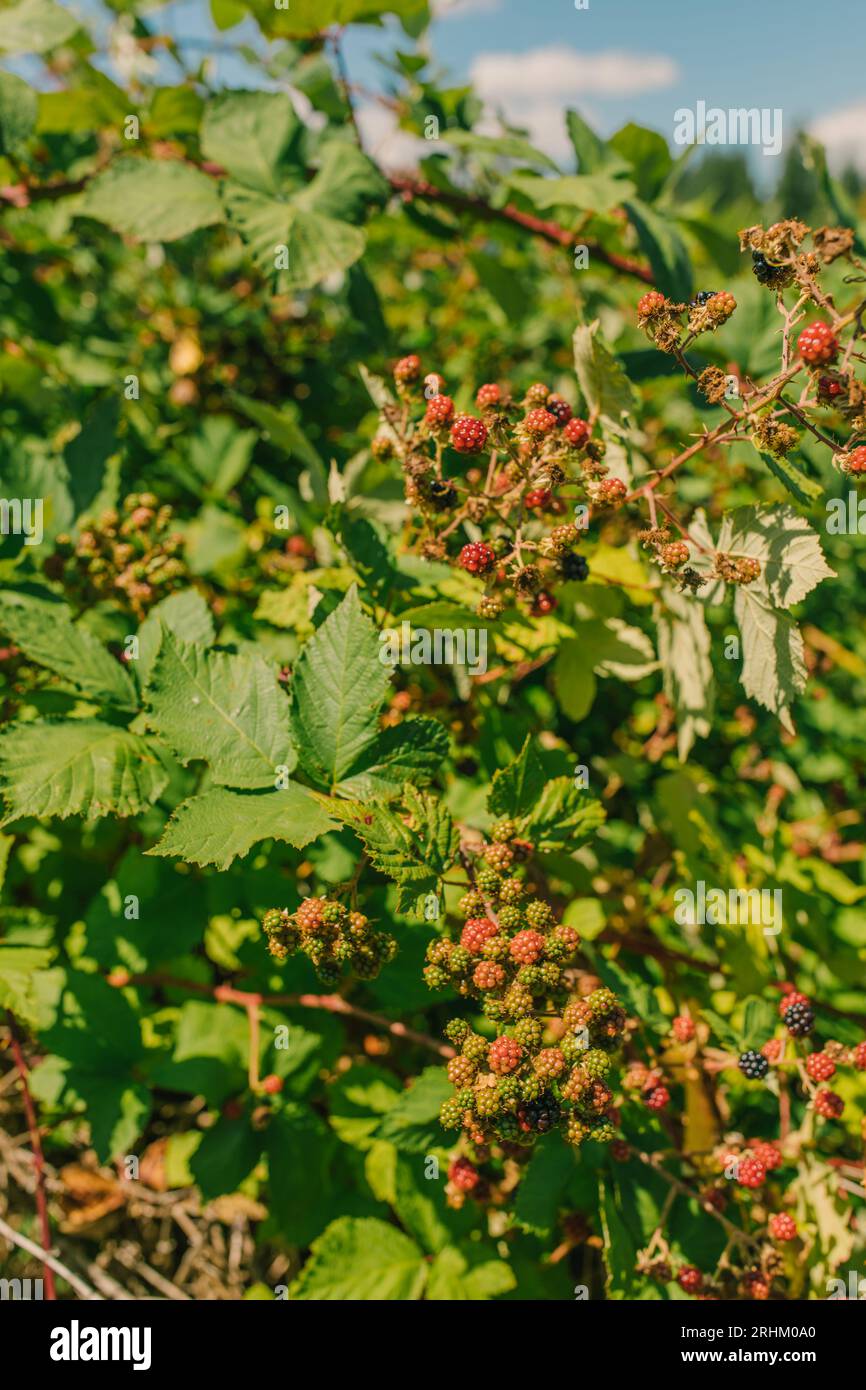Blackberrries hi-res stock photography and images - Alamy