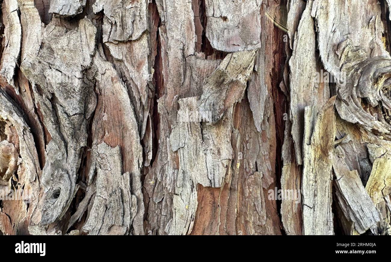 tree bark texture, brown trunk Stock Photo - Alamy