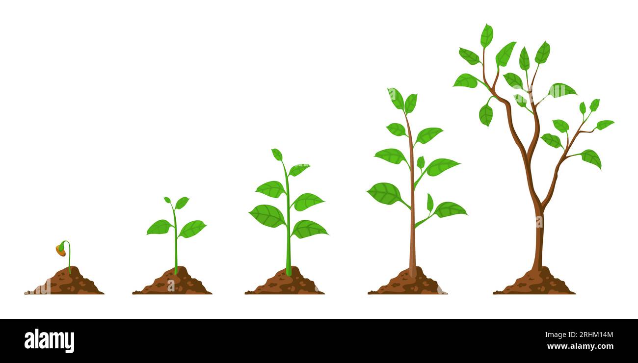 Tree Grow Plant Growth From Seed To Sapling With Green Leaf Stages Of Seedling And Growing