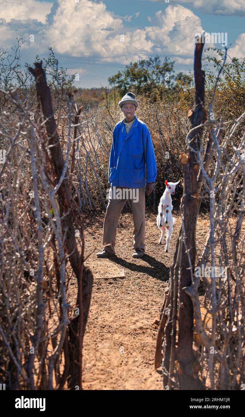African goat herder in the village, Kraal is an enclosure that is used ...