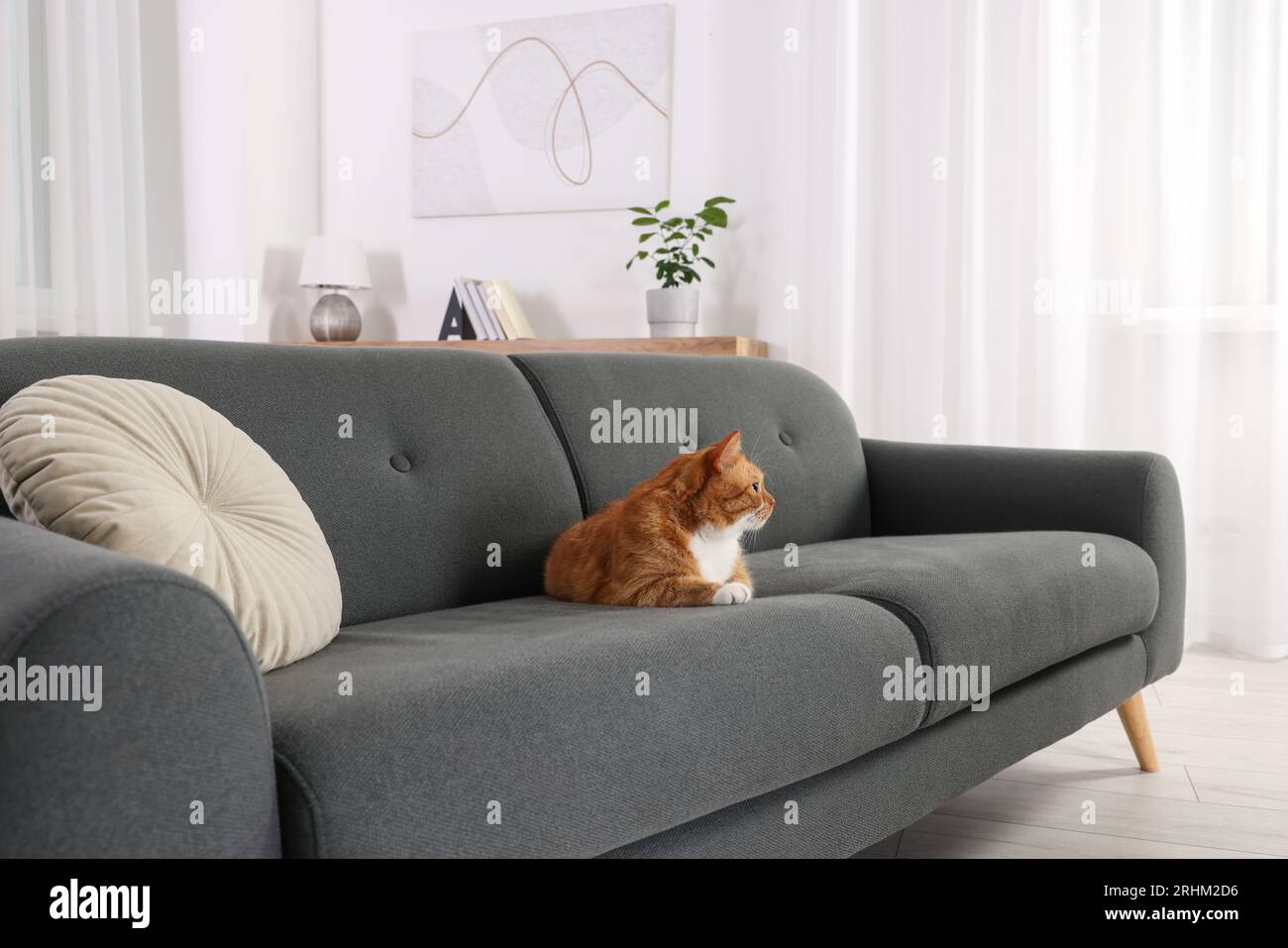 Cute fluffy ginger cat lying on sofa at home Stock Photo - Alamy