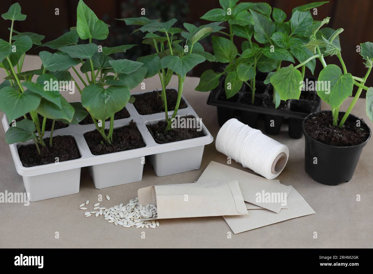 Vegetable seedlings growing in plastic containers with soil and seeds ...