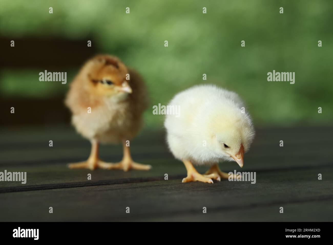 Closeup adorable chicks poultry farm hi-res stock photography and ...