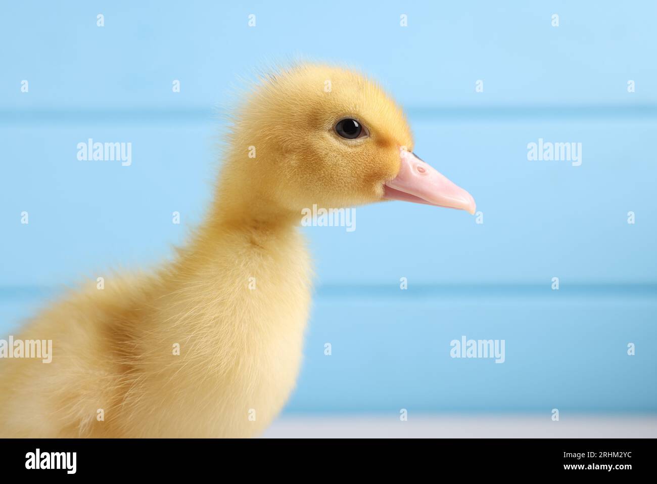 Baby animal. Portrait of cute fluffy duckling against light blue wall ...