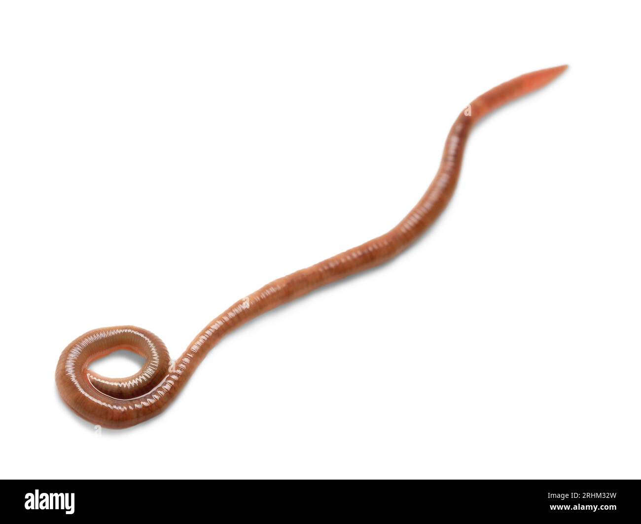 One earthworm isolated on white. Terrestrial invertebrates Stock Photo ...