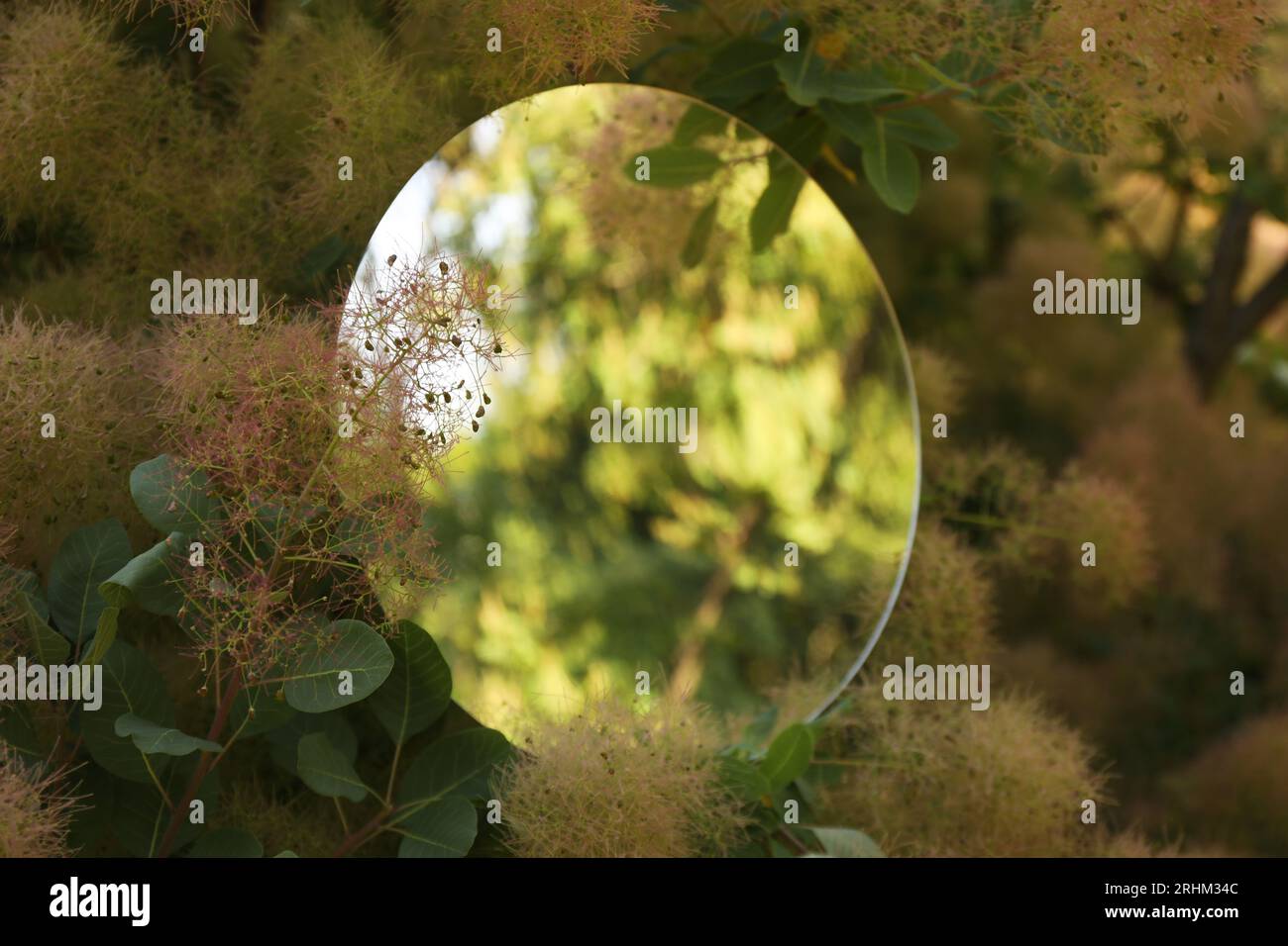 Round mirror among branches of smoke bush reflecting tree Stock Photo ...