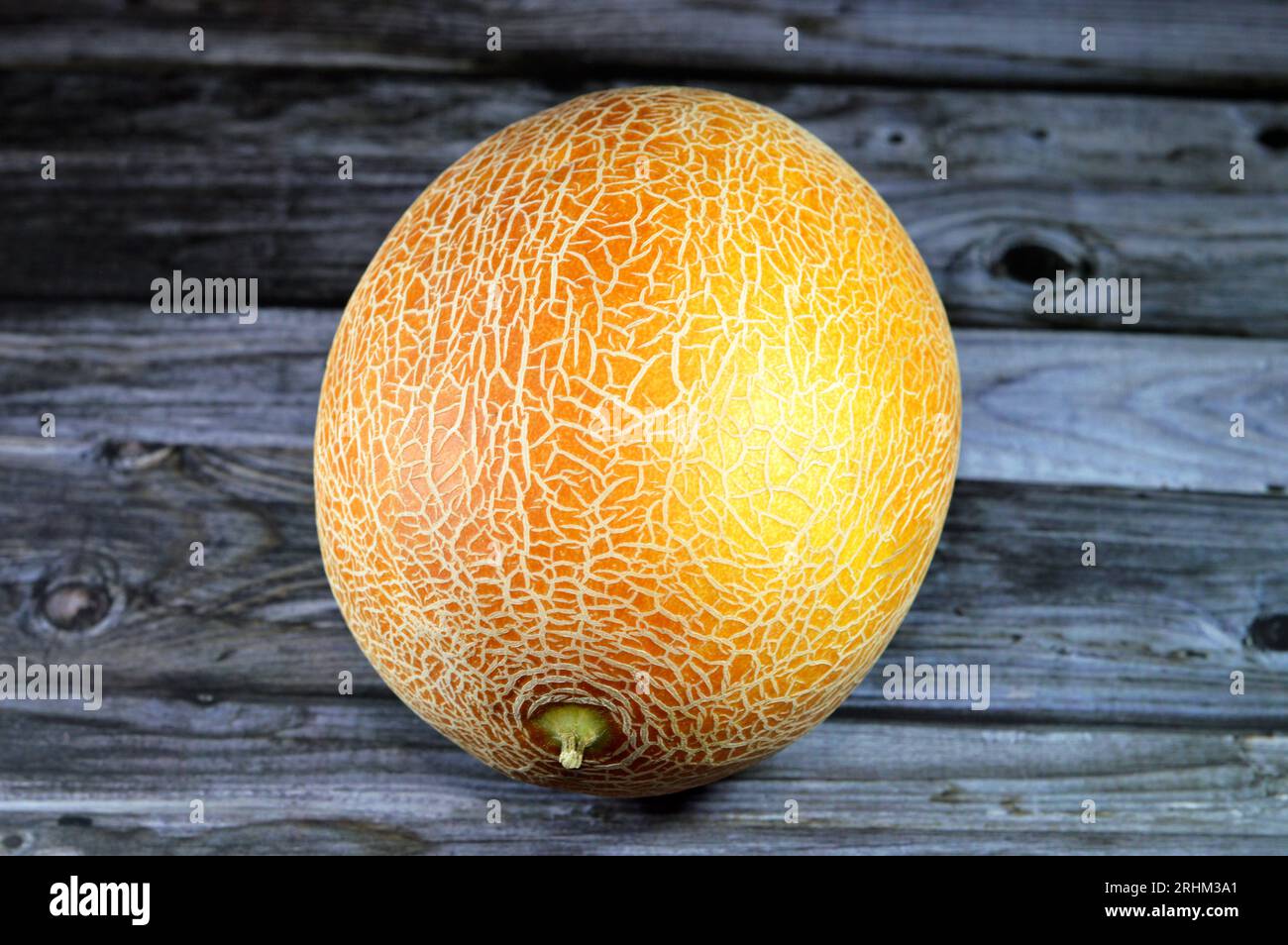 Muskmelon, Cucumis melo or melon, a species of Cucumis that has been ...