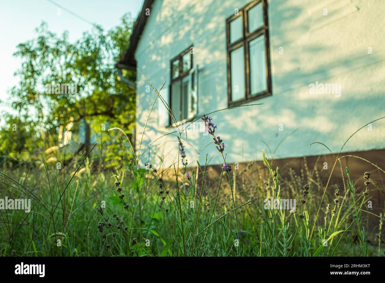 Lavandula angustifolia architecture hi-res stock photography and images ...