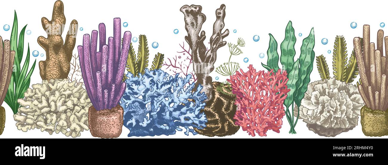Seaweed seamless border. Sea reef weeds and corals, underwater ocean ... Seaweed seamless border. Sea reef weeds and corals, underwater ocean ...