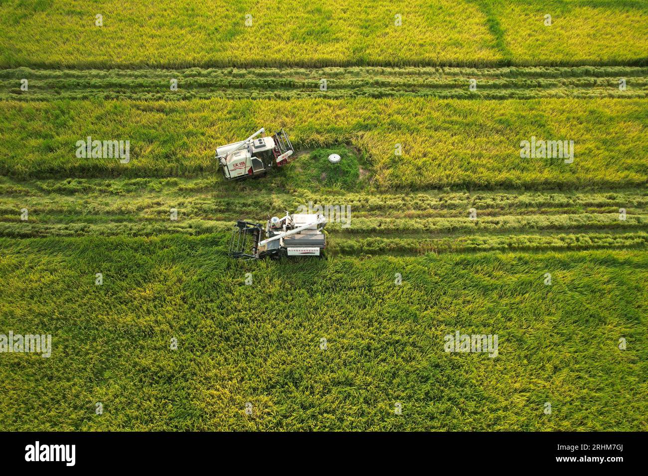 NEIJIANG, CHINA - AUGUST 17, 2023 - Farmers drive harvesters to harvest ...