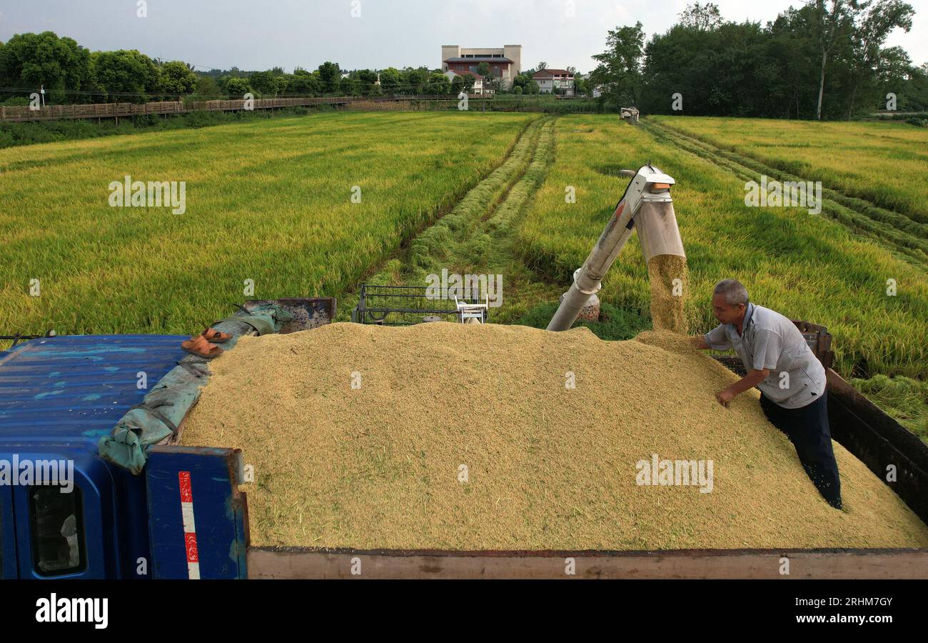 NEIJIANG, CHINA - AUGUST 17, 2023 - Farmers transfer rice in Zhaojiaba ...