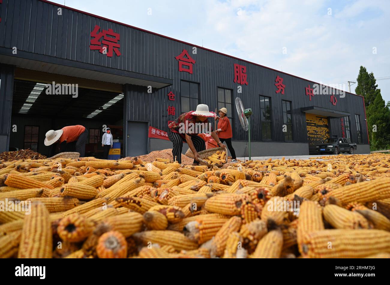 Threshed corn hi-res stock photography and images - Alamy