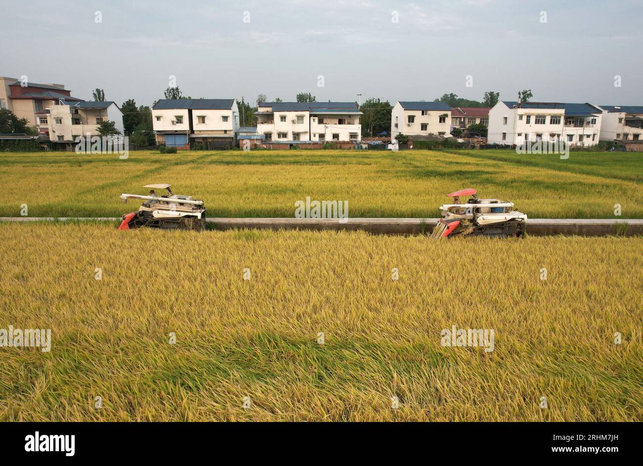 NEIJIANG, CHINA - AUGUST 17, 2023 - Farmers drive harvesters to harvest ...