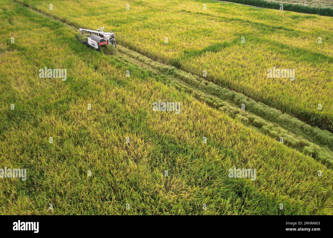 Neijiang, China. 18th Aug, 2023. NEIJIANG, CHINA - AUGUST 17, 2023 ...