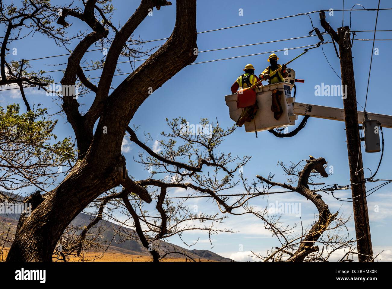 Hawaiian Electric workers repair a downed power line destroyed by fires ...