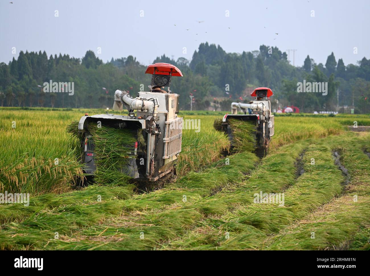Neijiang, China. 18th Aug, 2023. NEIJIANG, CHINA - AUGUST 17, 2023 ...