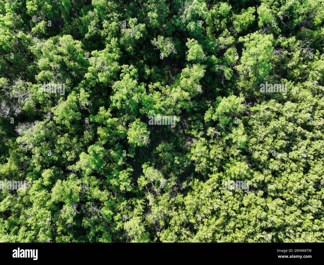 Aerial top view of mangrove forest. Drone view of dense green mangrove trees captures CO2. Green ...