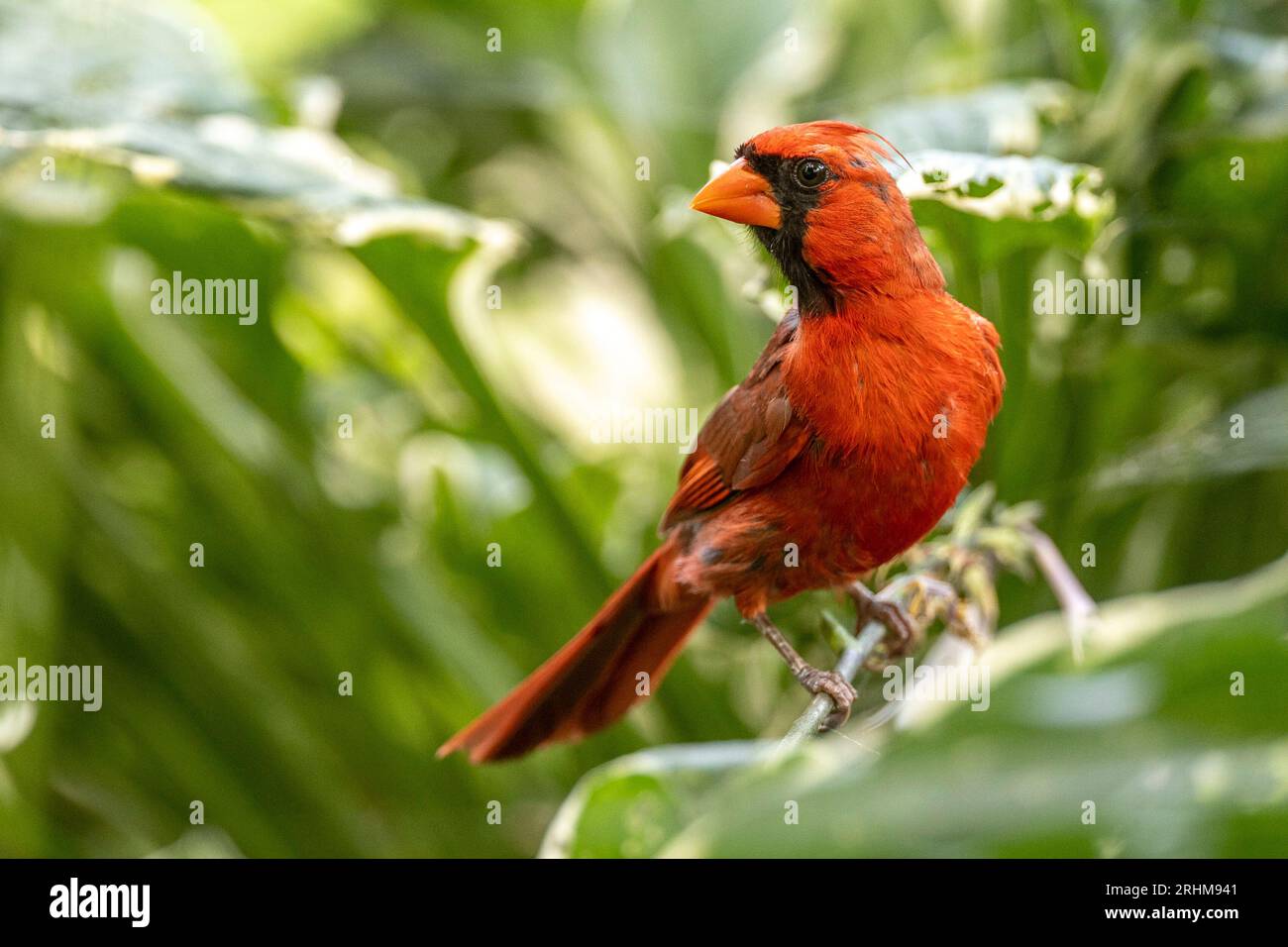 (Ottawa, Canada---17 August 2023) Northern Cardinal near the Rideau ... (Ottawa, Canada---17 August 2023) Northern Cardinal near the Rideau ...