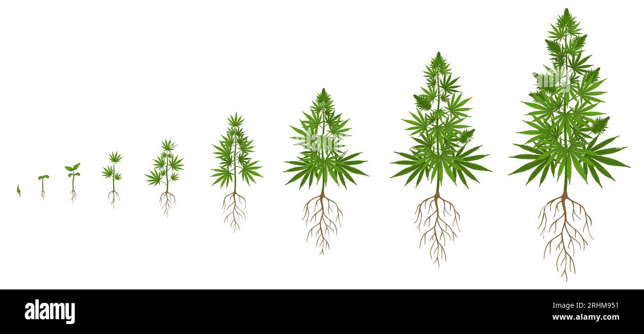 Cannabis life cycle Cut Out Stock Images & Pictures - Alamy