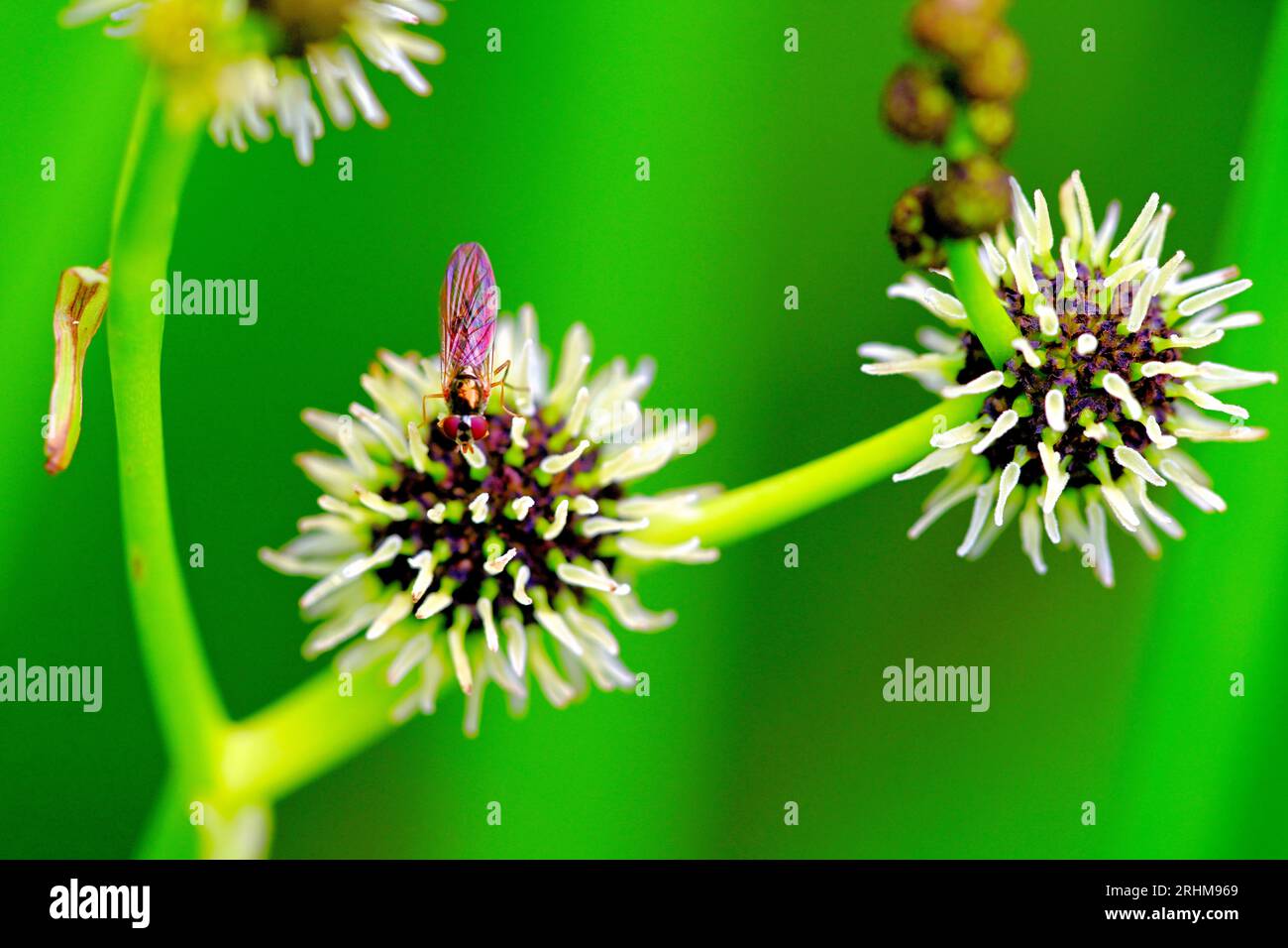 Purple winged hoverfly pollenating a football spikey shaped flower ...