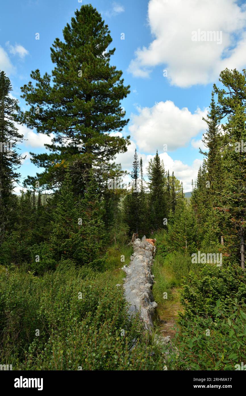 An old rotten stump surrounded by tall cedars in the mountain taiga on ...
