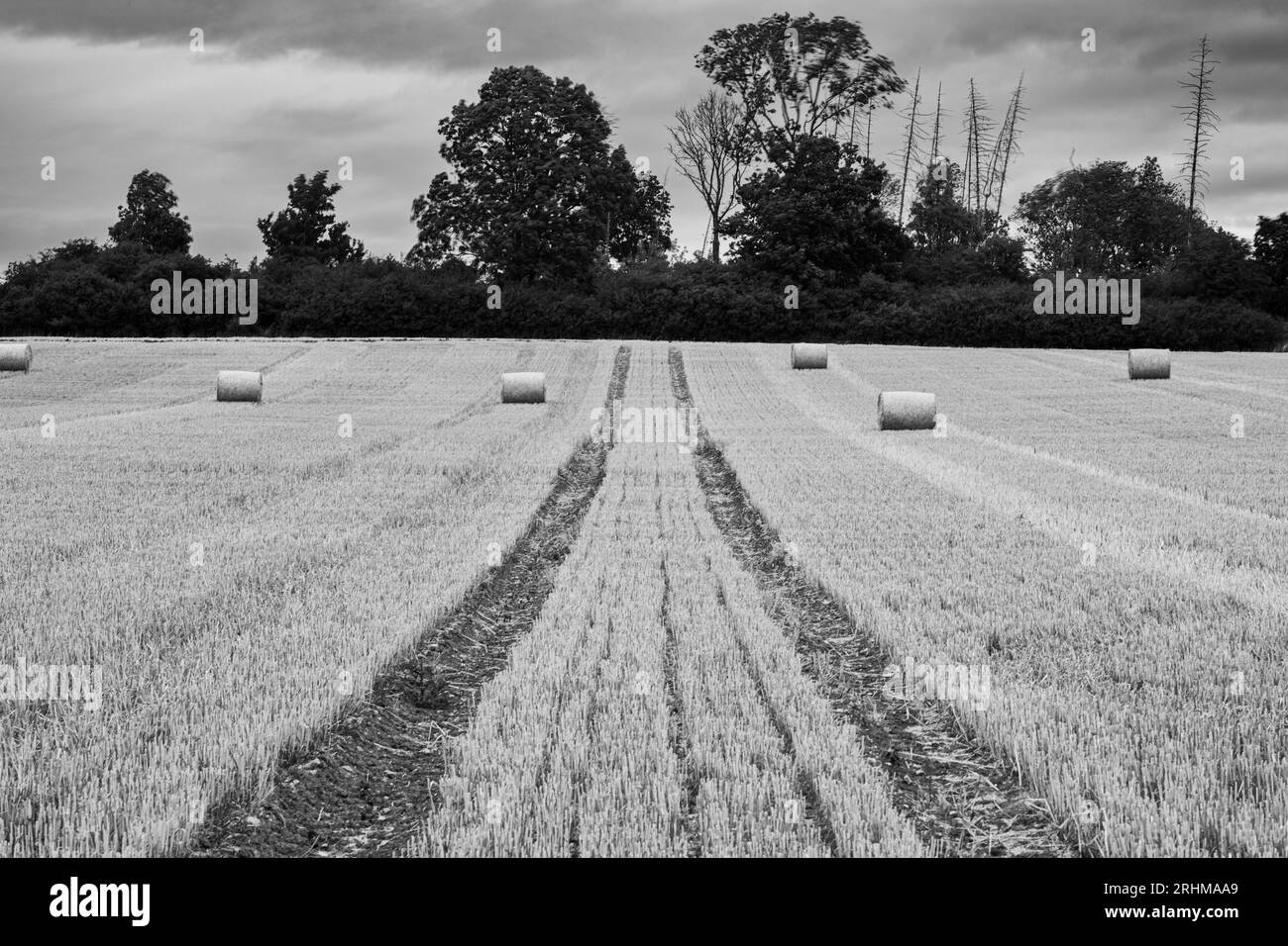 Sky trees hay straw bales farm field scene hi-res stock photography and ...