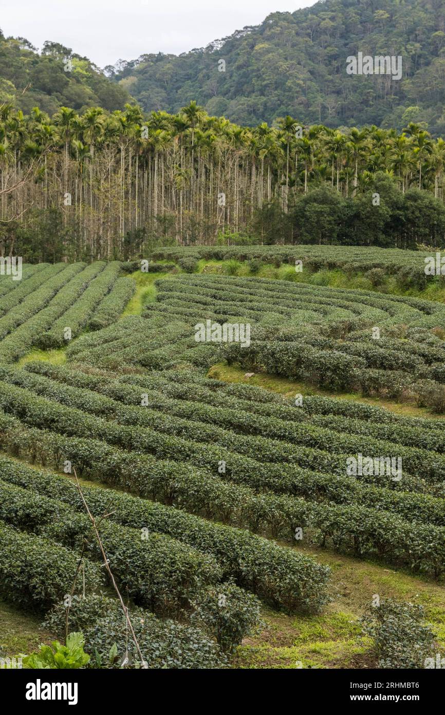 Pinglin Tea Farm in New Taipei City, Taiwan Stock Photo - Alamy