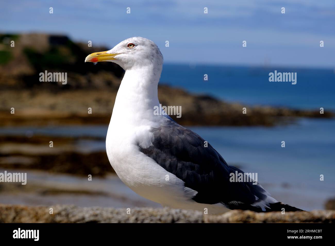 Seagull in St Malo France Stock Photo - Alamy