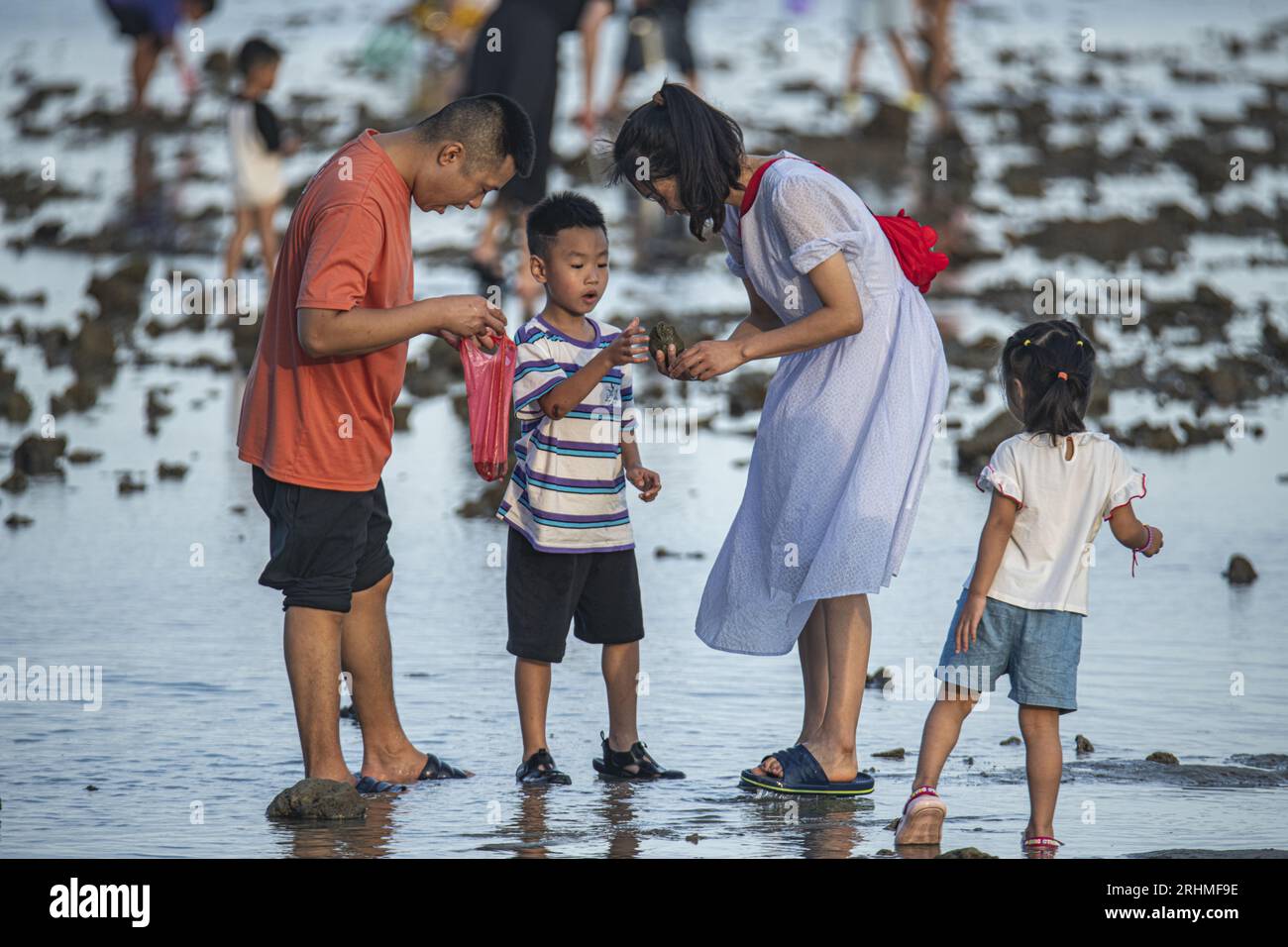 People pick up shells at the seaside in Qionghai City, southernmost ...